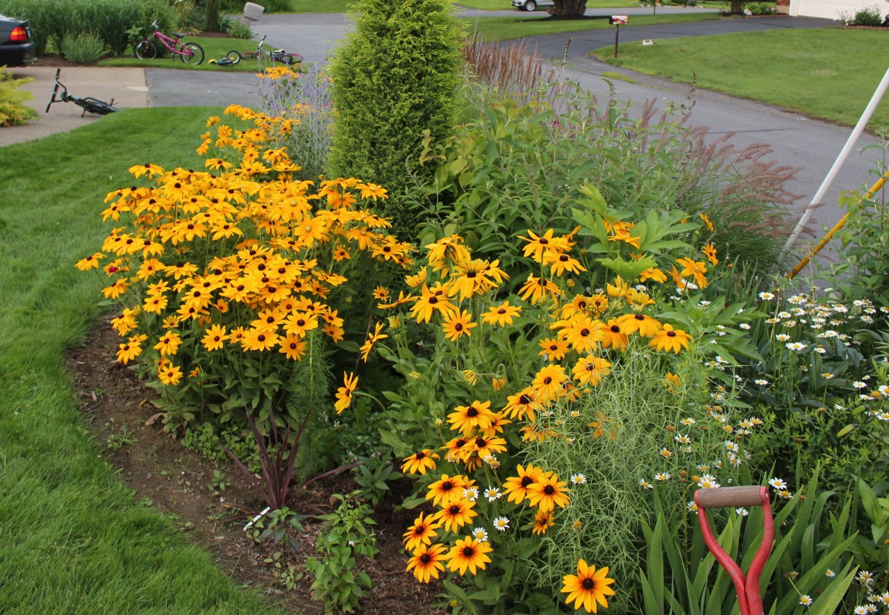 Hello Susan « sorta like suburbia