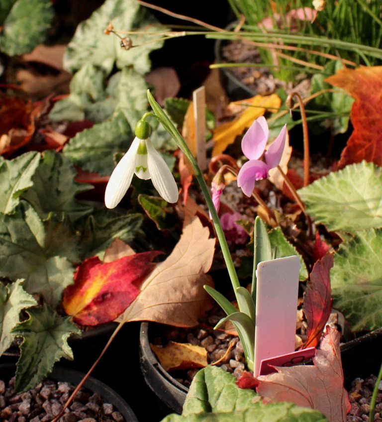 More Fall « sorta like suburbia