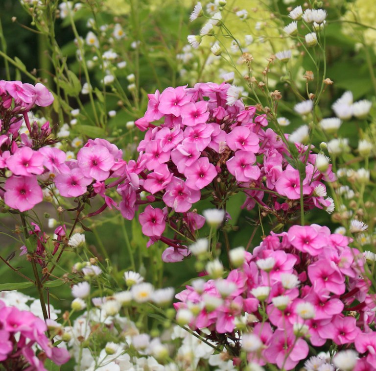 phlox « sorta like suburbia