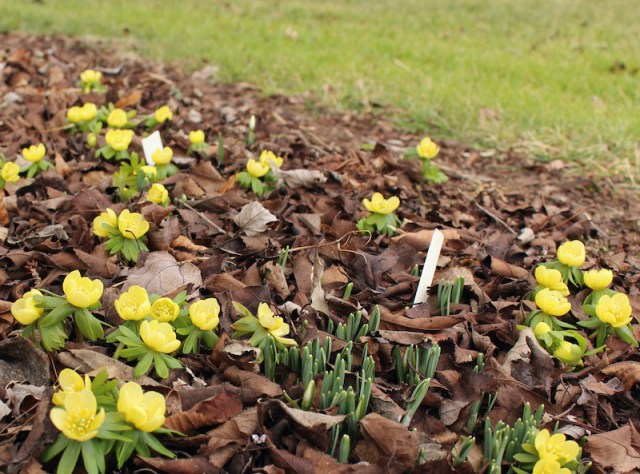 Spring in January « sorta like suburbia